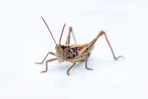 Spiritual Meanings and Symbolism of Cricket - Essence Of Symbols