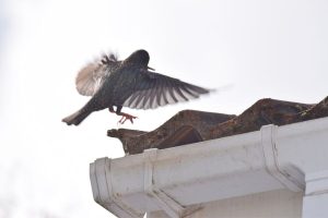 13 Spiritual Meanings of a Bird Flying Into Your House - Essence Of Symbols