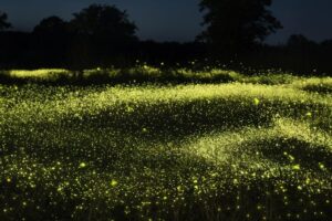 Firefly Spiritual Meaning and Symbolism - Essence Of Symbols